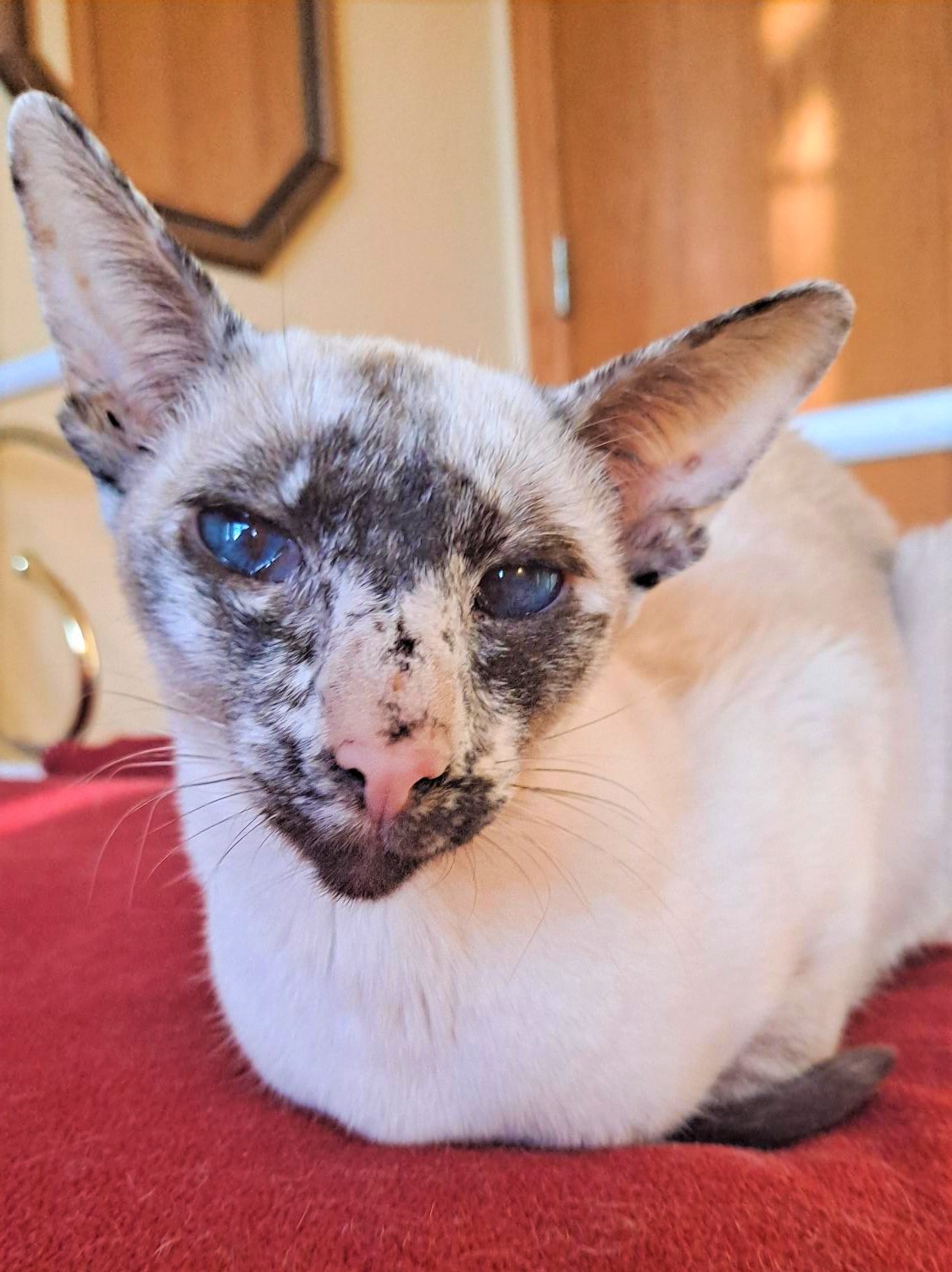 Layla PurrHarmony